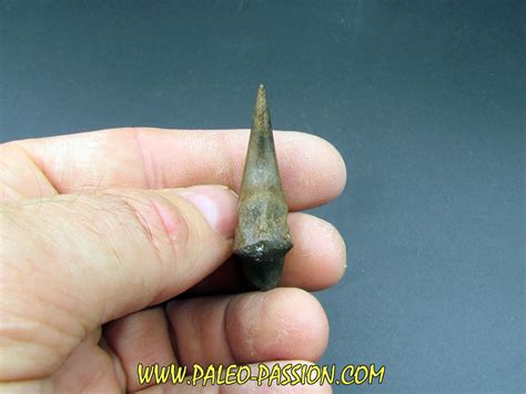 Dinosaure Claw Oviraptor Chirostenotes Pergracilis