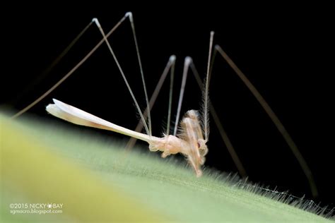 Thread Legged Assassin Bug Emesinae DSC 4591 Sgmacro B Nicky