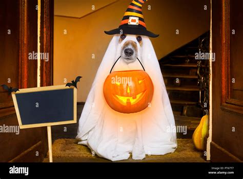 Perro Sentado Como Un Fantasma Para Halloween En Frente De La Puerta De