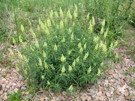 Colorado Flora Wild Mignonette