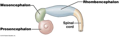 Chapter 13 The Brain And Cranial Nerves Flashcards Quizlet