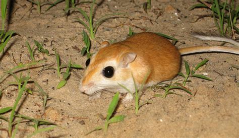 Amazing Facts About Gerbils Onekindplanet Animal Education And Facts