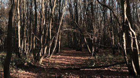 Turismo Halloween los bosques más embrujados del mundo Infobae