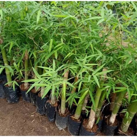 POKOK BULUH MADU THAILAND Shopee Malaysia