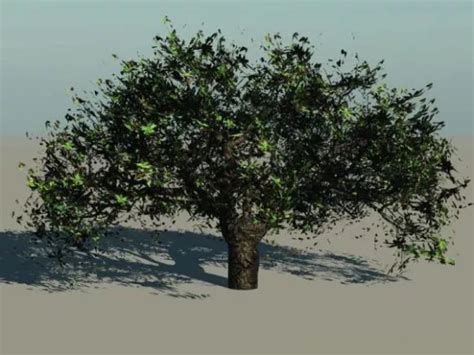 Willow Oak Tree Free 3d Model Vue Open3dModel