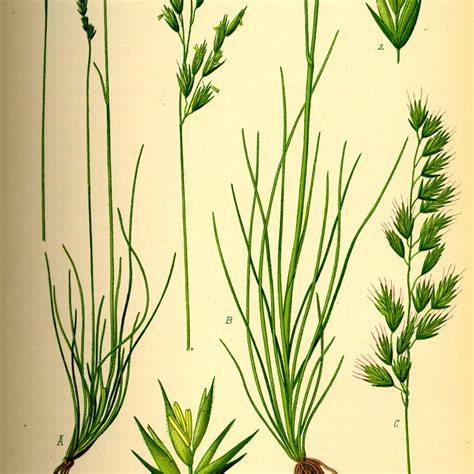 Fescue Grass Festuca Spp Asghar Sons