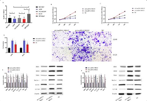 Effect Of Lncrna Meg3 On Biological Behavior Of Nsclc Cells A Lncrna