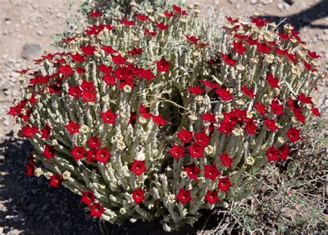 caralluma