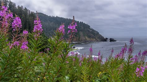 Pacific Northwest Native Plants Expert Tips For Gardening Success Epob