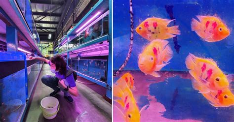 15 Things To Do In Orto Before It Closes In 2023