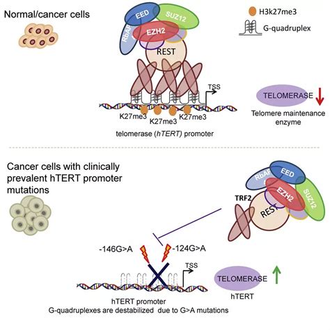 G Quadruplexes Reveal Molecular Links Between Telomeres And Telomerase