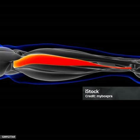 플렉스 카피 울나리스 근육 해부학 용 의료 개념 3d 일러스트 3차원 형태에 대한 스톡 사진 및 기타 이미지 3차원 형태 근육 사진 이미지 Istock