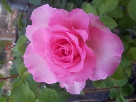 Perfume Passion Hybrid Tea Rose Hybrid Tea Roses Rose Tea Rose