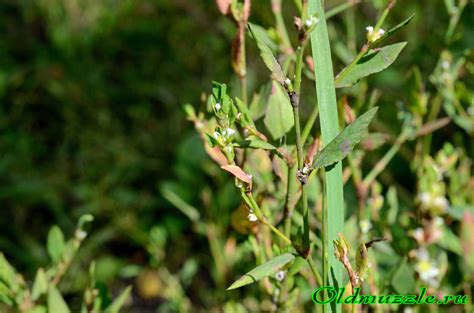 Растения Пензенской области: Горец птичий