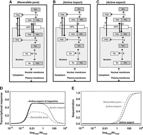 Active Export Of Importins Rather Than Active Import Of The ImportinNR Download Scientific