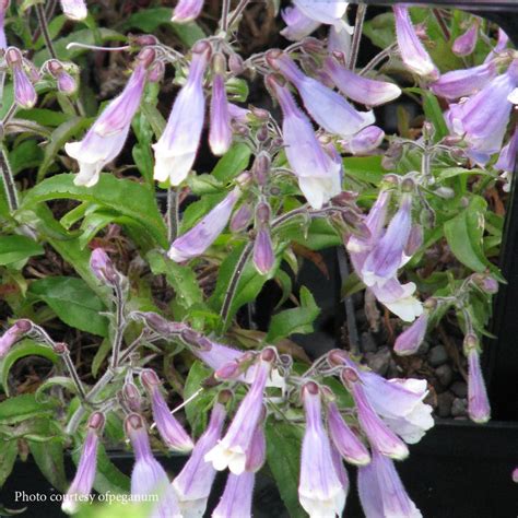 Penstemon Hirsutus Pygmaeus Dwarf Hairy Beardtongue From Sandys Plants