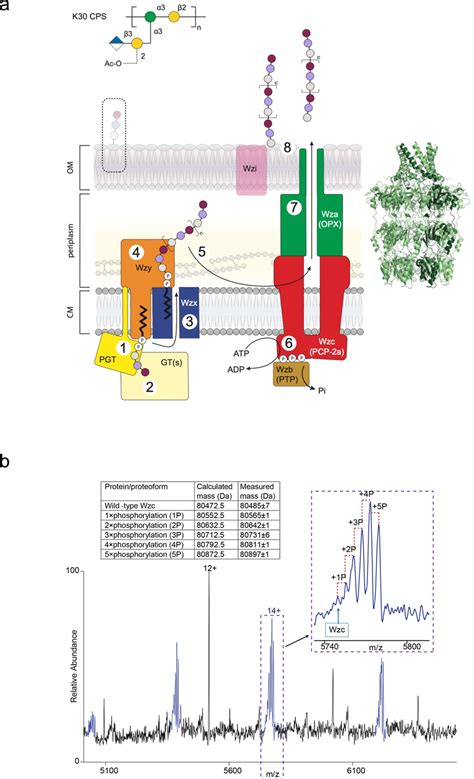Capsule Assembly And Wzc A Undecaprenyl Diphosphate Linked Download Scientific Diagram