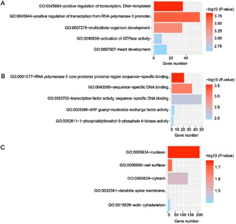 Top 5 Enriched Go Annotations Of The Putative Target Genes Of Download Scientific Diagram
