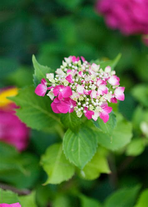 Pink Hydrangea Flower Cluster With Buds And Opening Flowers By