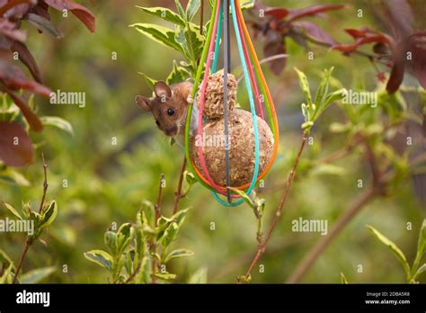 Tree Mouse Hi Res Stock Photography And Images Alamy
