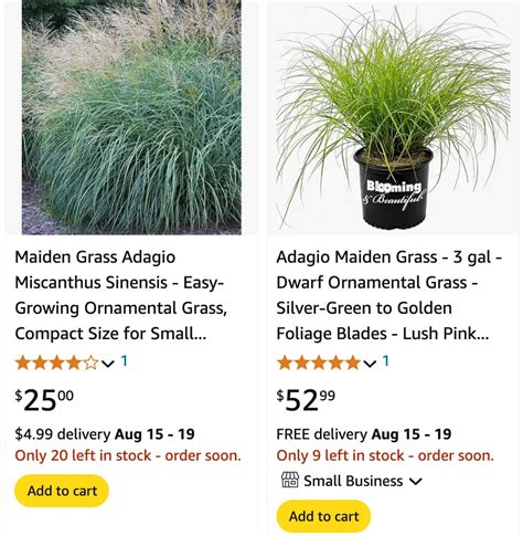 Plant Faqs Adagio Eulalia Grass