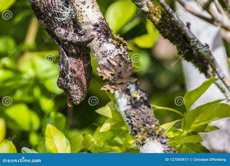 Chameleon Hiding On A Branch Stock Image Image Of Isolated Cute
