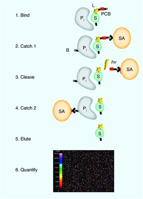 Somalogic Proteomics Assay Step 1 The Specific Protein To Be Download Scientific Diagram