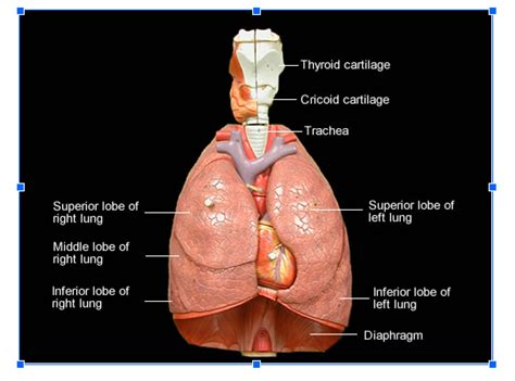 Lung Anatomy Diagram Quizlet