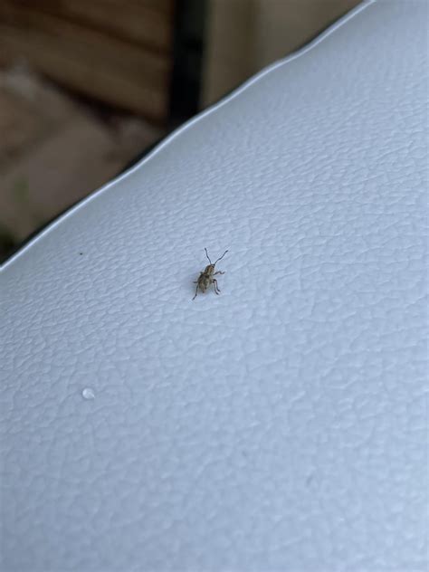 Tiny Weevil Time Maybe R Weeviltime