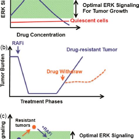 An Optimal Erk Signaling Is Required For Tumor Growth A