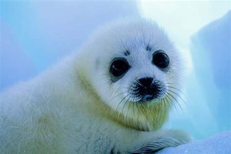 100 Harp Seal Wallpapers