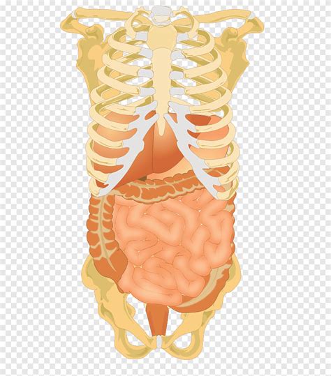 Cavidad Abdominal