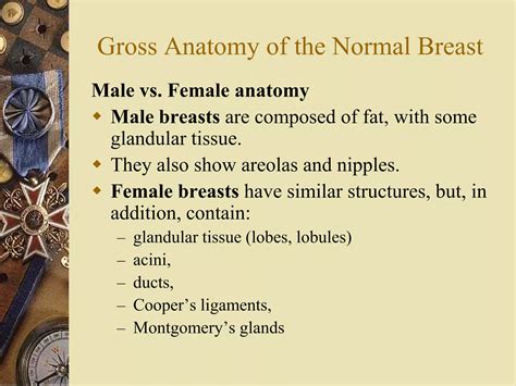 Breast Anatomy And Physiology Pdf