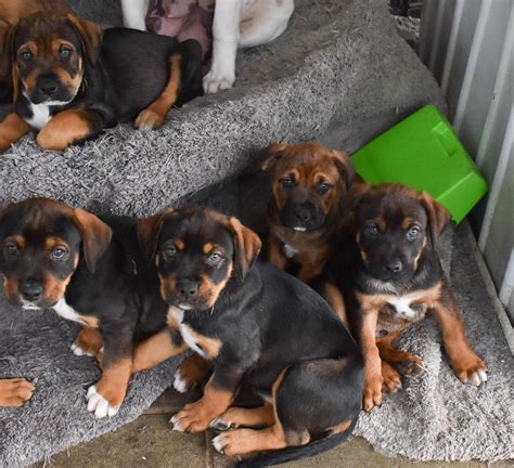 Rottweiler Cross American Bully Maddington Petsforhomes