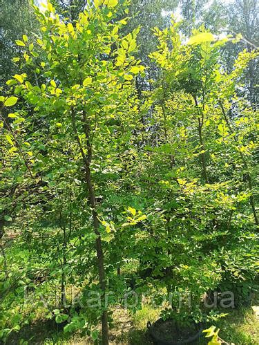 Купить Граб обыкновенный Carpinus betulus C11L h175-200, цена 990 грн ...