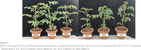 Figure 1 From Drought Stress Amelioration In Tomato Solanum