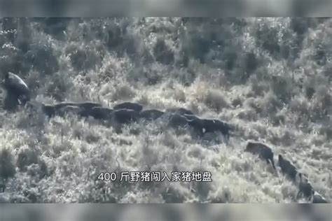 400斤野猪闯入家猪地盘没想到发生惨烈一幕家猪真厉害