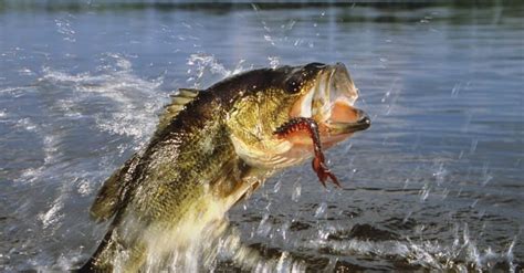 Smallmouth Vs Largemouth Bass Whats The Difference Imp World