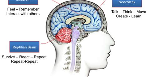 WORLD TIME LINE CHANNEL Neocortex Helped Humans Beliefs In Religion HOW TO IMPROVE NEOCORTEX
