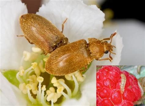 Raspberry Treatments Most Common Diseases And Pests Of This Shrub