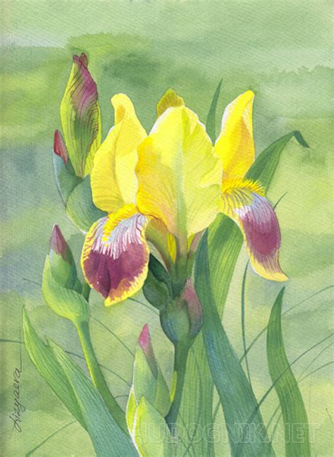 Картина Ирис Размеры 21x29 Год 2016 Цена 2000 рублей Художник Лизяева Наталия