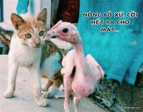 100 Hình ảnh Chó Mèo Hài Hước Vui Nhộn Nhất Quả đất Hà Nội Spirit Of