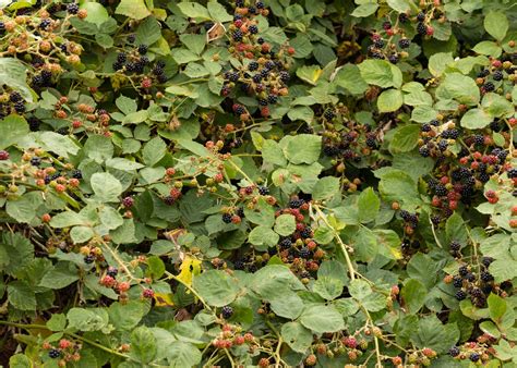 How To Forage Without Spreading Invasives Ssisc