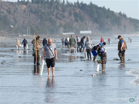 42 Tentative Days Of Coastal Razor Clam Digging Announced