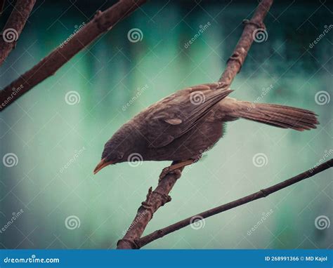 Jungle Warblers Are Gregarious Birds Calling All Other Birds For Food 7