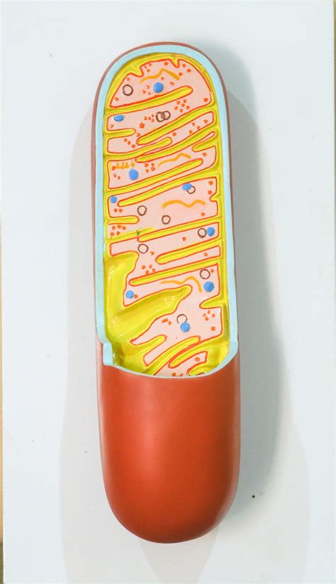Mitochondria Model Medilab