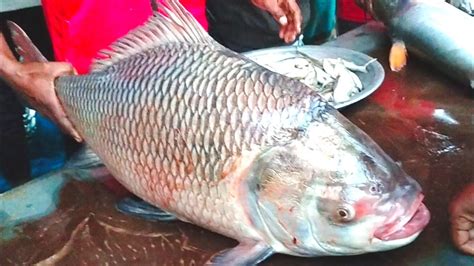দেখুন পদ্মায় জেলের জালে ধরা পড়লো বিরাট বড় কাতলা মাছ খাসীর দামে
