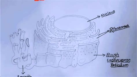 Smooth Endoplasmic Drawing