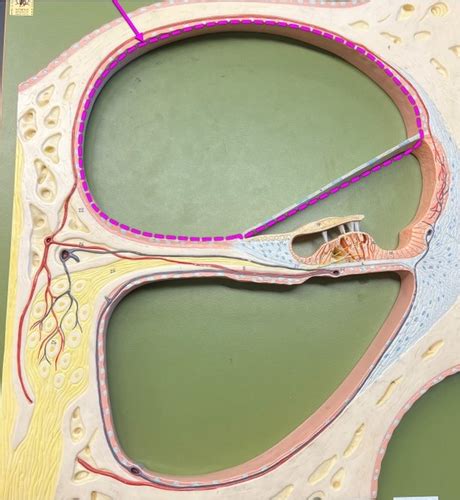 Eye And Ear Practical Flashcards Quizlet