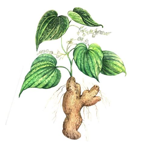 Eкстракт от див ям ползи Befit Magazine